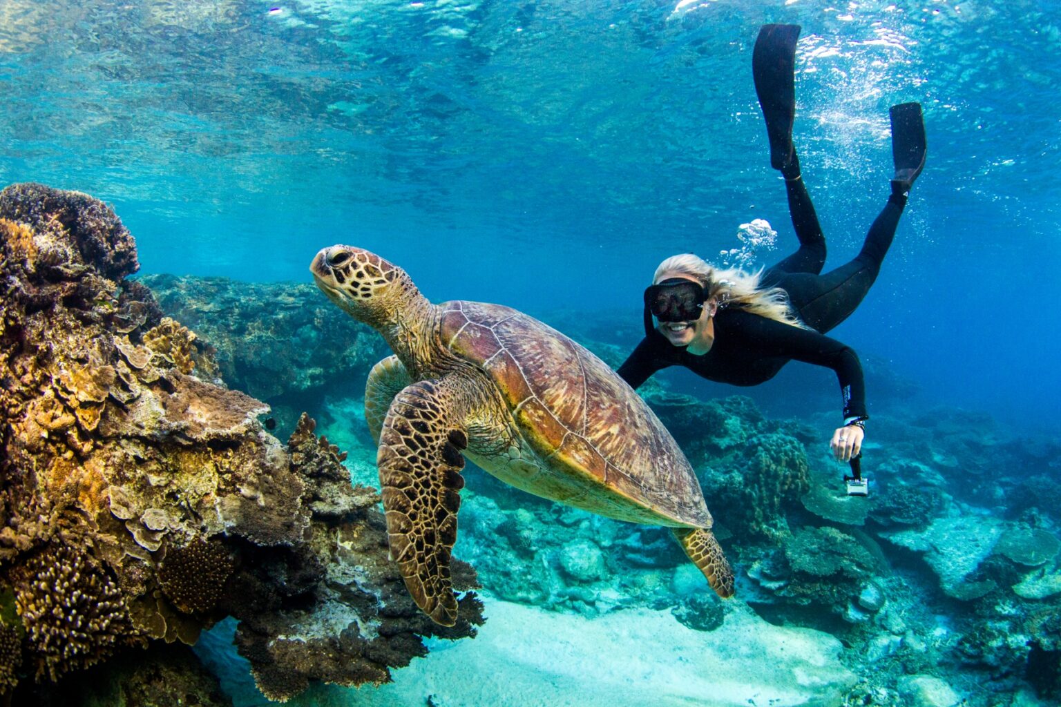 Lady Elliot Island | Discover 1770 & Agnes Water
